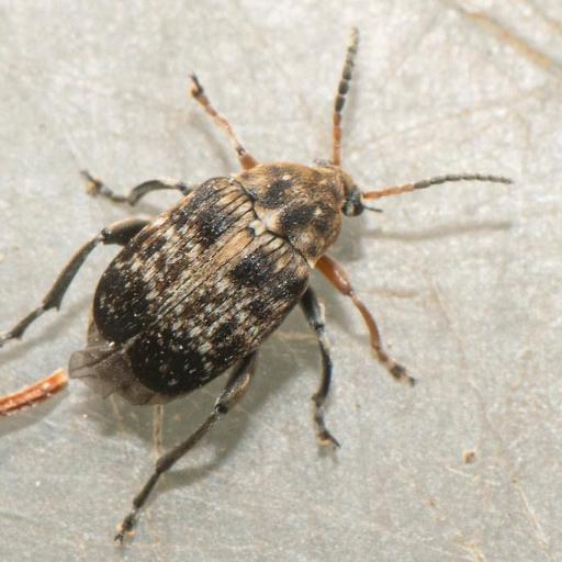 Broadbean Weevil (Bruchus Rufimanus) Insect Identification Guide ...
