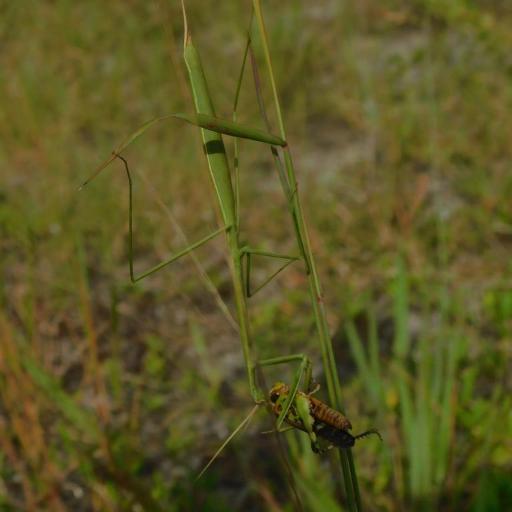 Brunner's Stick Mantises (Brunneria) Insect Identification Guide ...