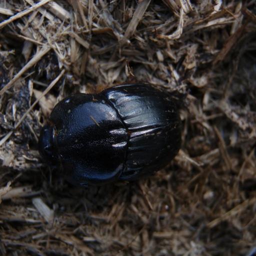 Golden-Star (Bubas) Insect Identification Guide, Habitat & Facts