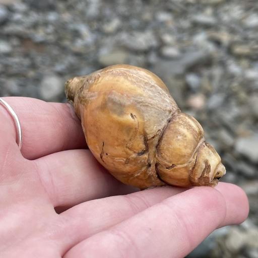Common Whelk (Buccinum Undatum) Insect Identification Guide, Habitat ...