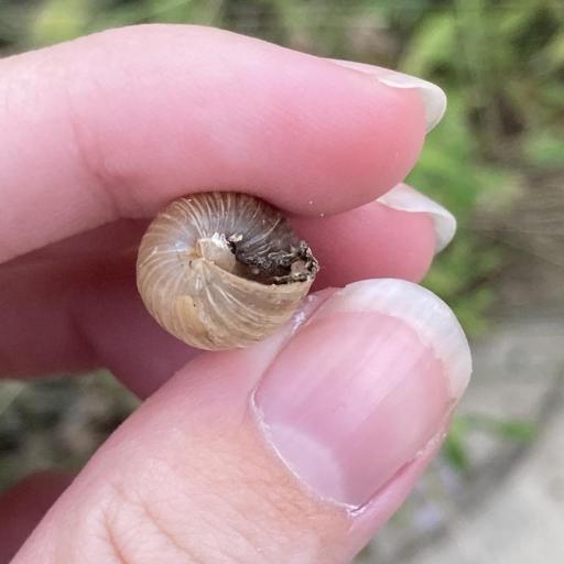 Ghost Bulimulus (Bulimulus Bonariensis) Insect Identification Guide ...