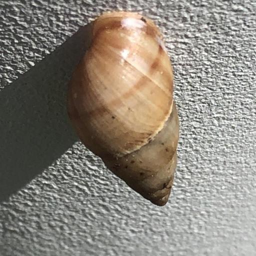 West Indian Bulimulus (Bulimulus Guadalupensis) Insect Identification ...