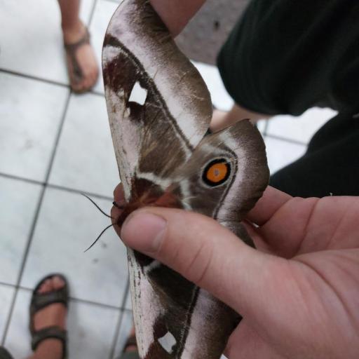 Cabbage Tree Emperor (Bunaea Alcinoe) Insect Identification Guide, Habitat & Facts