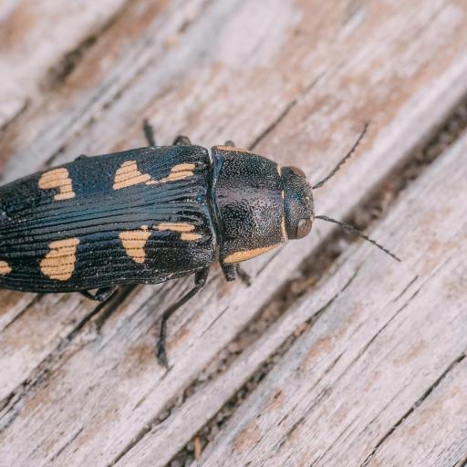 Devil's Coach Horse Beetle (Ocypus Olens) Insect Identification Guide ...