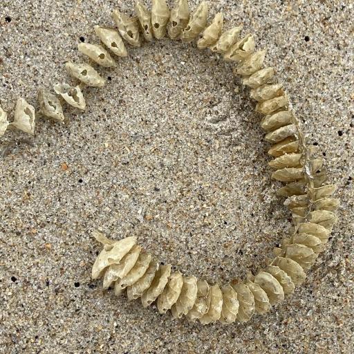 Channeled Whelk (Busycotypus Canaliculatus) Insect Identification Guide ...