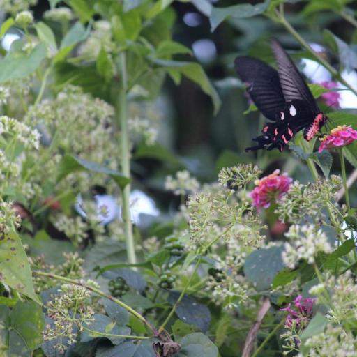 Common Windmill (Byasa Polyeuctes) Insect Identification Guide, Habitat ...