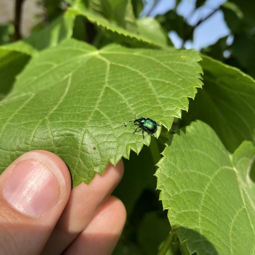 Firebrat (Thermobia Domestica) Insect Identification Guide, Habitat & Facts