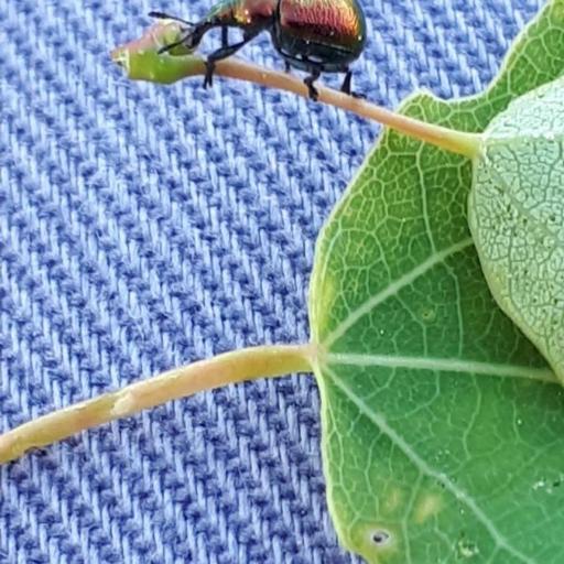 Leaf Rolling Weevil (Byctiscus Populi) Insect Identification Guide ...