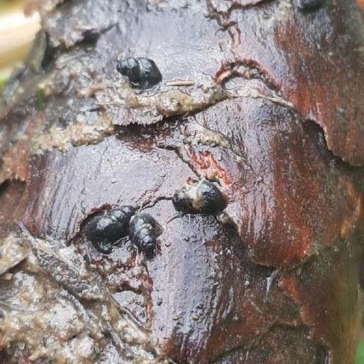 Gallinipper (Psorophora Ciliata) Insect Identification Guide, Habitat ...