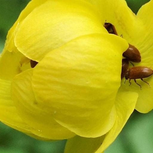 Byturus Ochraceus Insect Identification Guide, Habitat & Facts