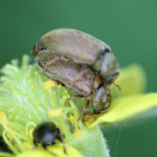 Raspberry Beetle (Byturus Tomentosus) Insect Identification Guide ...