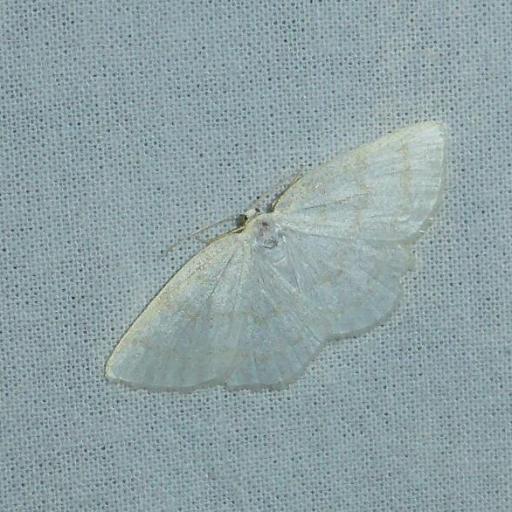 Northern Wave Moth (Cabera Exanthemata) Insect Identification Guide ...