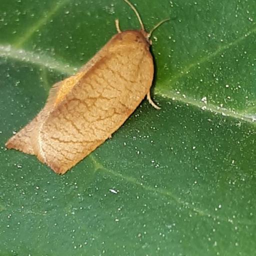 Carnation Tortrix (Cacoecimorpha Pronubana) Insect Identification Guide ...