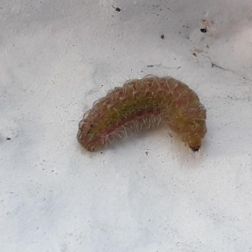 Common Geranium-bronze (Cacyreus Marshalli) Insect Identification Guide ...