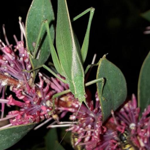 Australian Common Garden Katydid (Caedicia Simplex) Insect ...