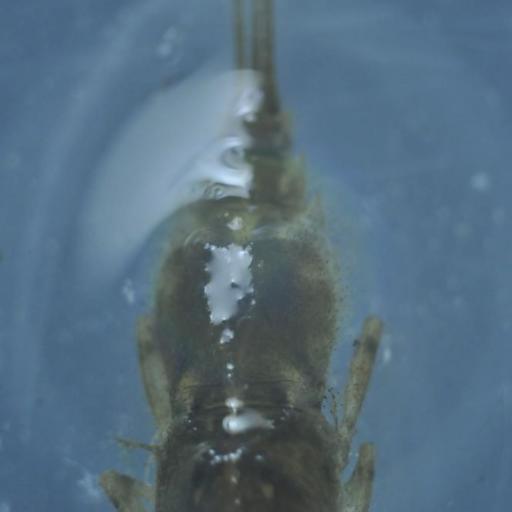 Caenis Robusta Insect Identification Guide, Habitat & Facts