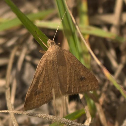 Household Casebearer (Phereoeca Uterella) Insect Identification Guide ...