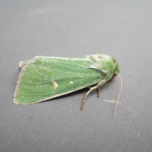 Burren Green (Calamia Tridens) Insect Identification Guide, Habitat & Facts