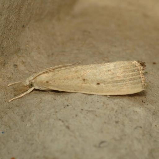 Glowworm Beetles (Phengodidae) Insect Identification Guide, Habitat & Facts