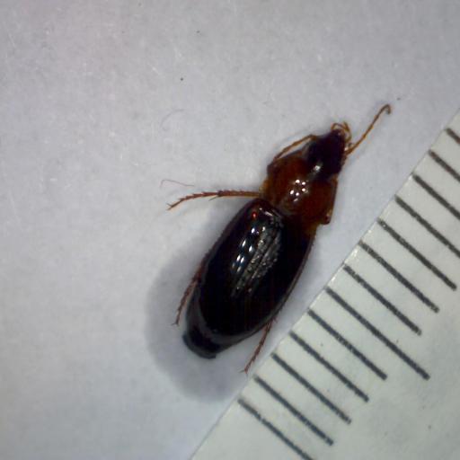 Calathus Melanocephalus Insect Identification Guide, Habitat & Facts