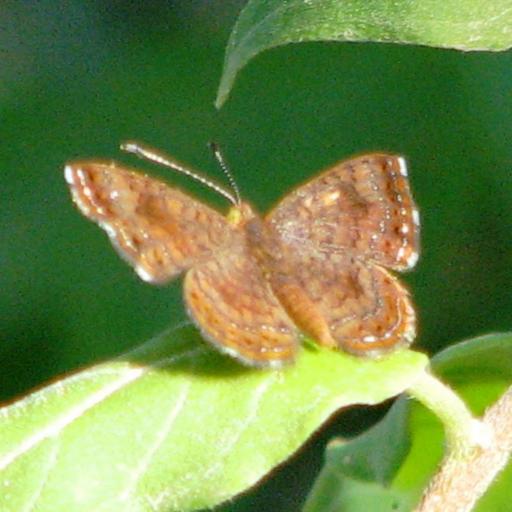 Fatal Metalmark (Calephelis Nemesis) Insect Identification Guide ...