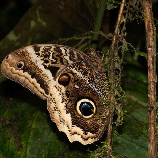 Banded Owl-Butterfly (Caligo Atreus) Insect Identification Guide ...