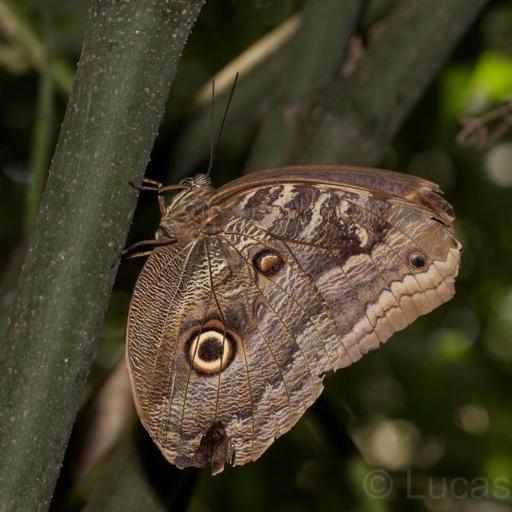 Dusky Owl-Butterfly (Caligo Illioneus) Insect Identification Guide ...