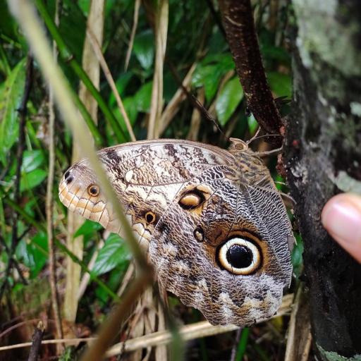 Owl-Butterflies (Caligo) Insect Identification Guide, Habitat & Facts