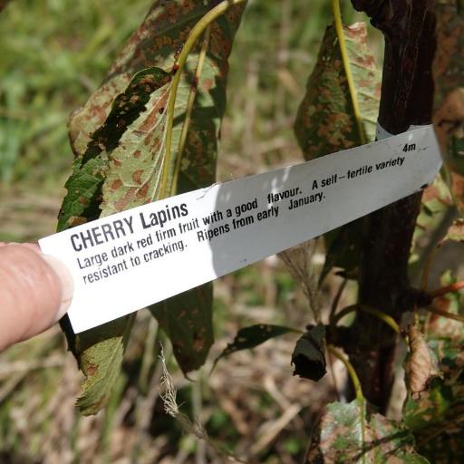 Cherry Slug Sawfly (Caliroa Cerasi) Insect Identification Guide ...
