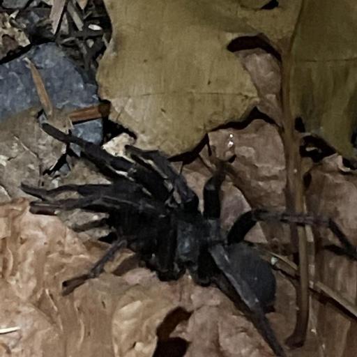 False Tarantula (Calisoga Longitarsis) Insect Identification Guide ...