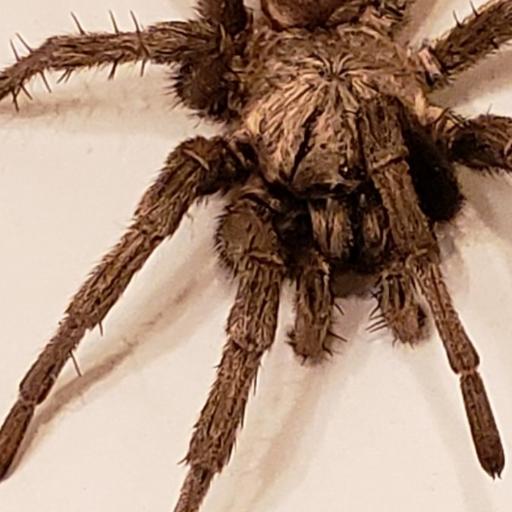 Calisoga Insect Identification Guide, Habitat & Facts