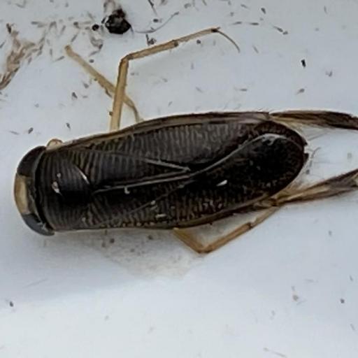 Ladybird Spider (Eresus Sandaliatus) Insect Identification Guide ...