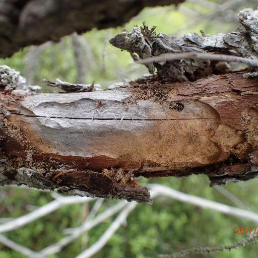 Callidium Aeneum Insect Identification Guide, Habitat & Facts