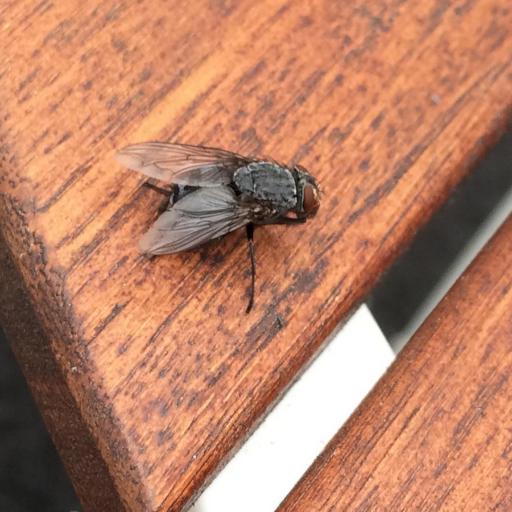 Blue Blowfly (Calliphora Vicina) Insect Identification Guide, Habitat ...