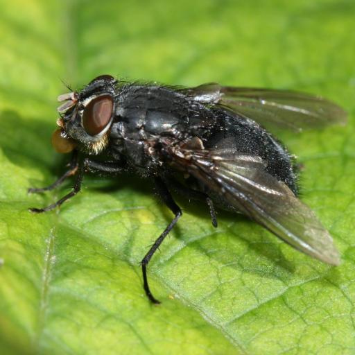 Orange-Bearded Bluebottle Fly (Calliphora Vomitoria) Insect ...