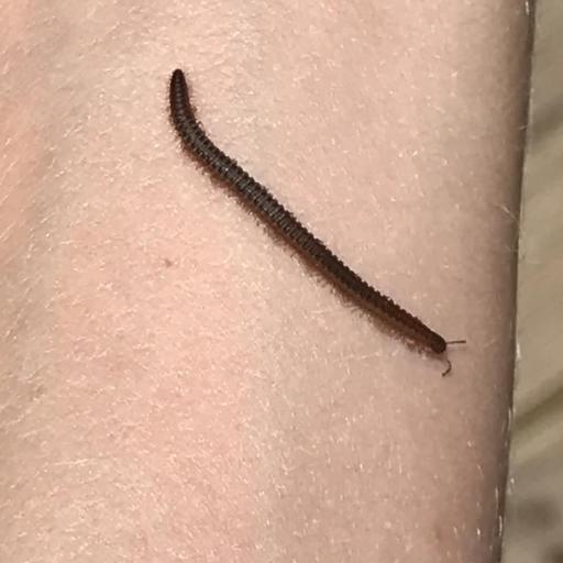 Crested Millipedes (Callipodida) Insect Identification Guide, Habitat ...