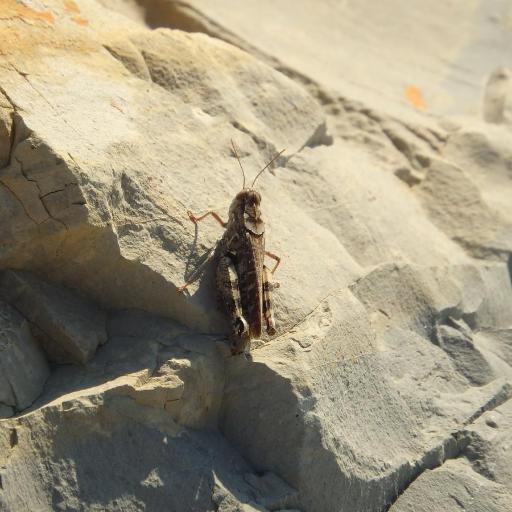 Barbarian Grasshopper (Calliptamus Barbarus) Insect Identification ...