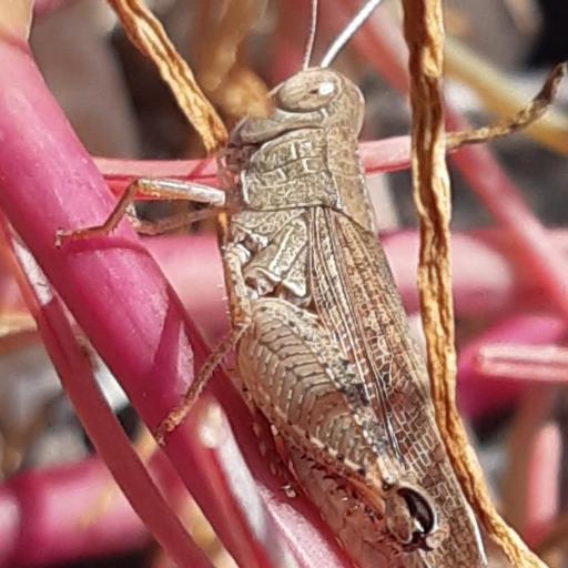 Italian Locust (Calliptamus Italicus) Insect Identification Guide ...