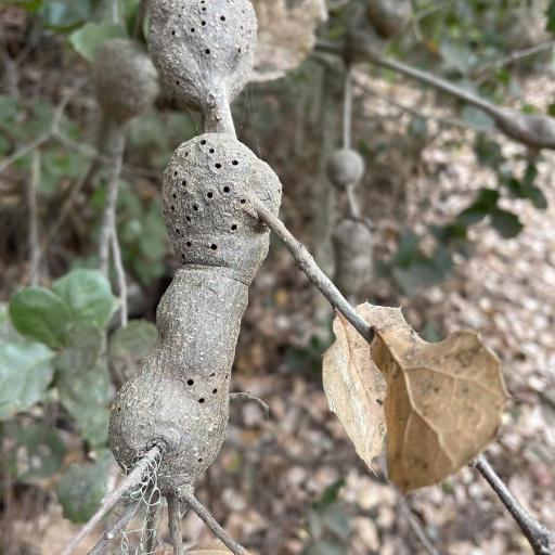 Callirhytis Insect Identification Guide, Habitat & Facts