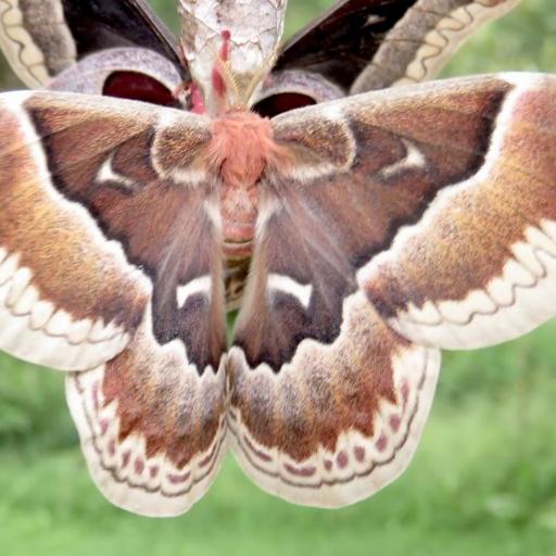 Promethea Silkmoth (Callosamia Promethea) Insect Identification Guide ...