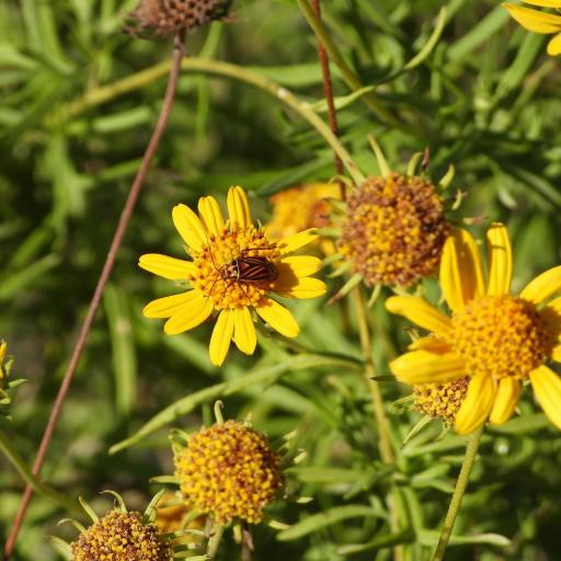 Calocoris Insect Identification Guide, Habitat & Facts