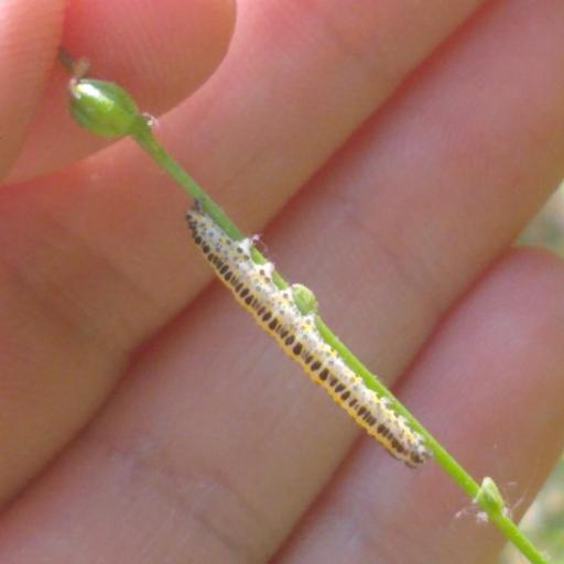 Toadflax Brocade Moth (Calophasia Lunula) Insect Identification Guide ...