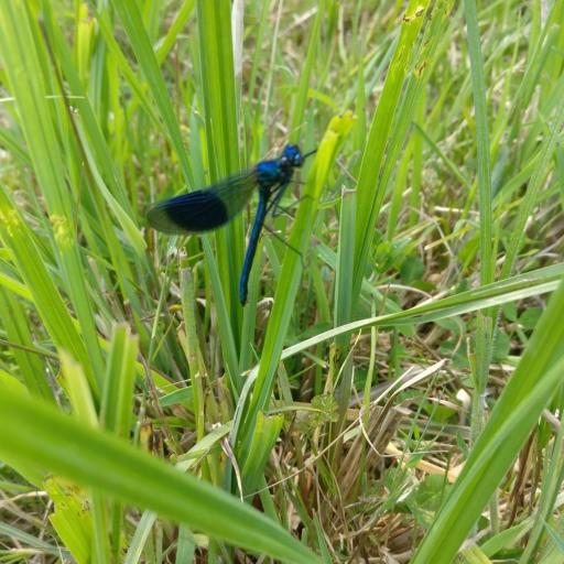 Banded Demoiselle (Calopteryx Splendens) Insect Identification Guide ...