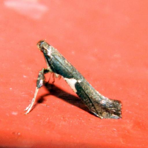 Willow Leafcone Caterpillar Moth (Caloptilia Stigmatella) Insect ...