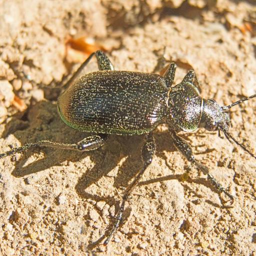 Lesser Searcher Beetle (Calosoma Inquisitor) Insect Identification ...