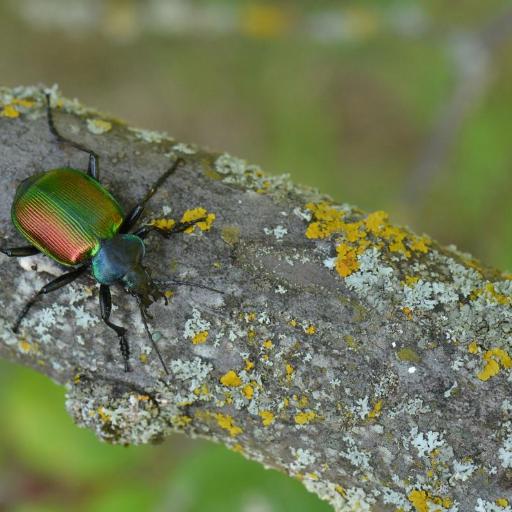 Agreeable Caterpillar Hunter (Calosoma Sycophanta) Insect ...