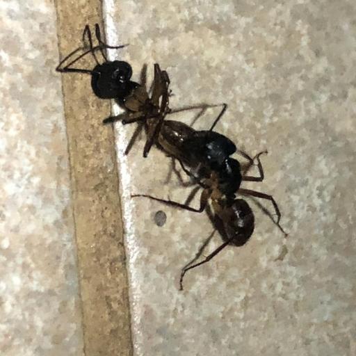 Tropical Carpenter Ant (Camponotus Atriceps) Insect Identification ...