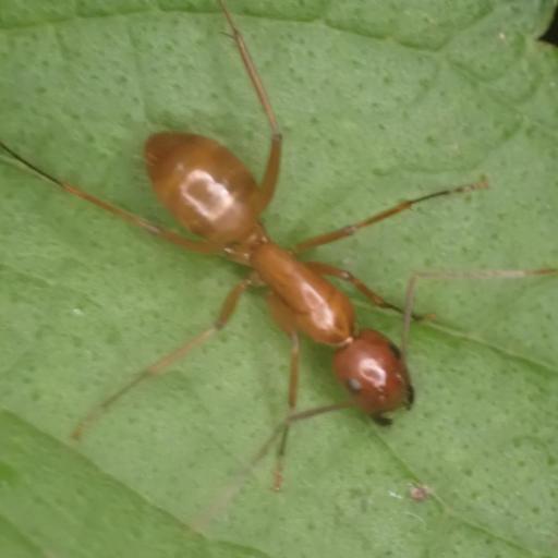 Chestnut Carpenter Ant (Camponotus Castaneus) Insect Identification ...
