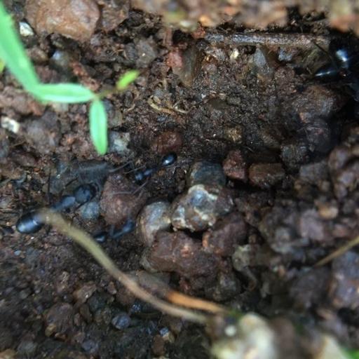 Indian Black Ant (Camponotus Compressus) Insect Identification Guide ...