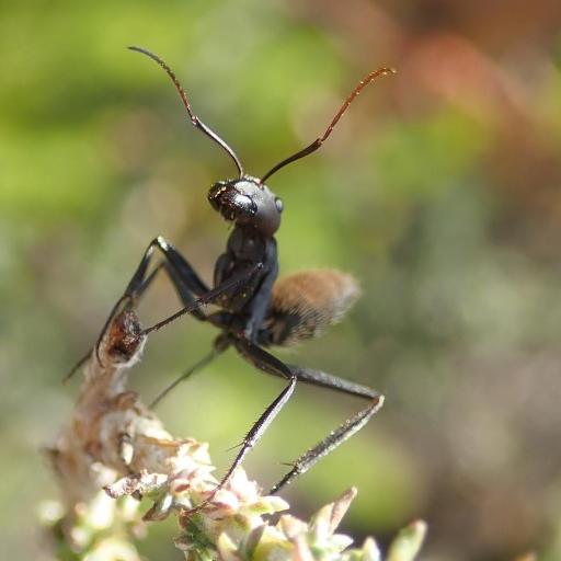 Karoo Balbyter Ant (Camponotus Fulvopilosus) Insect Identification ...